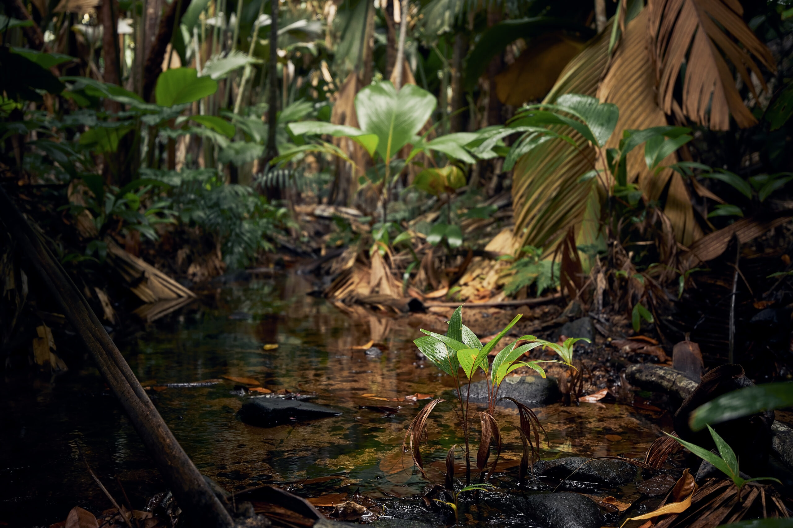 Amazonian Rainforest Dying Out Due to Net Zero Targets | The Upper Lip